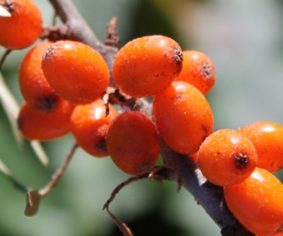 Sea Berry Growing Guide - One Green World