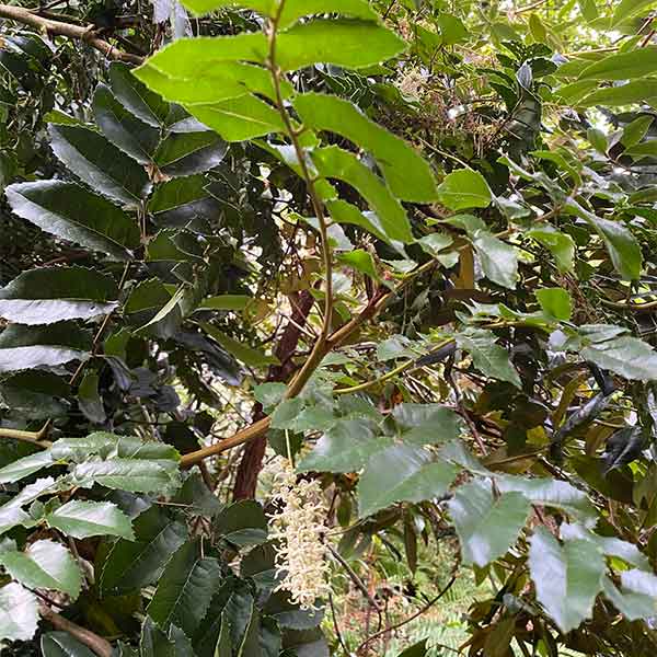 Chilean Nut Tree Bundle available at One Green World Nursery