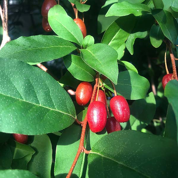 Tillamook Goumi - One Green World