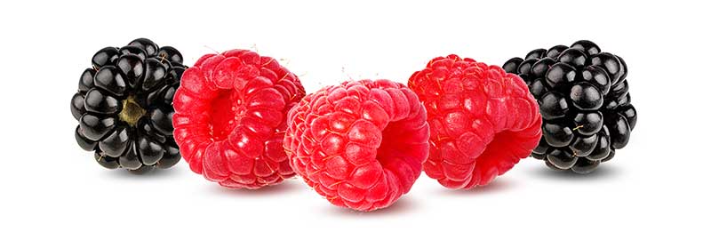 Cane Berry Growing Guide - One Green World