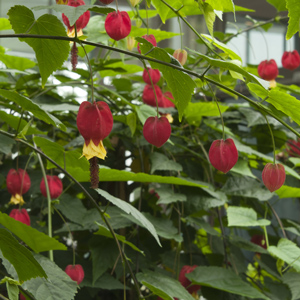 Abutilon - Flowering Maple - One Green World