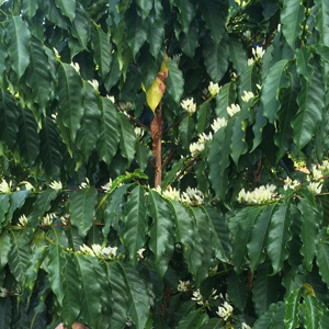Coffee Plant - One Green World