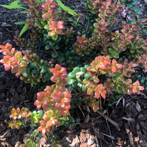 Himalayan Whortleberry - One Green World