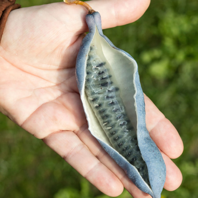 Blue Bean Tree - One Green World