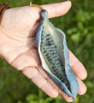 Blue Bean Tree - One Green World