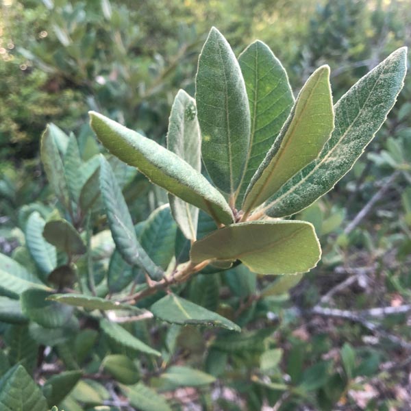 Tanoak Tree - One Green World