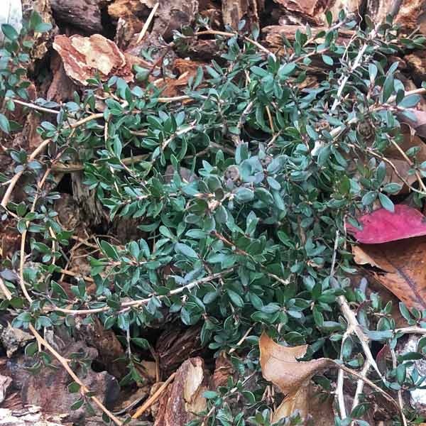 Tasmanian Trailing Tea Tree - available at One Green World