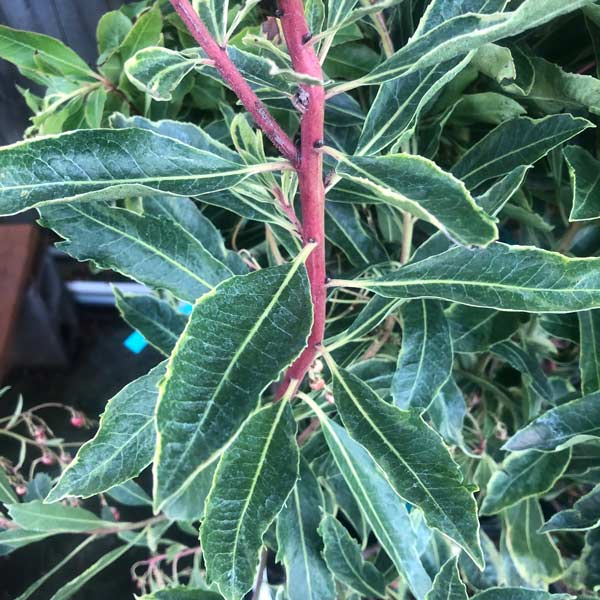 Spring Frost Variegated Madrone Tree at One Green World Nursery