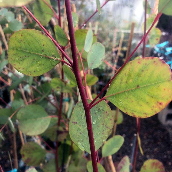 Mountain Swamp Gum Eucalyptus Tree - One Green World