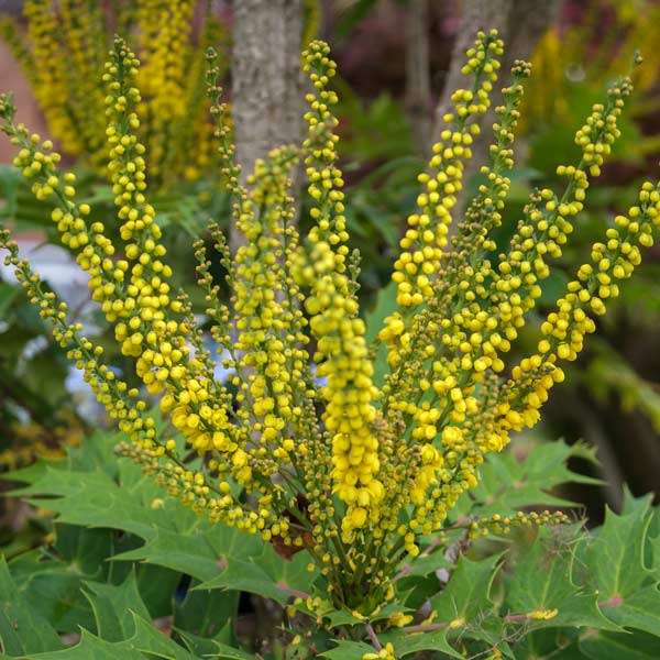 Arthur Menzies Mahonia - One Green World