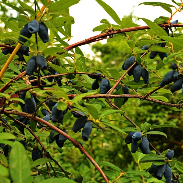 Taka Honeyberry- Late Blooming - One Green World