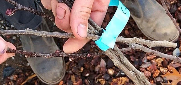 How to Graft Multiple Fruit Varieties onto One Fruit Tree - One Green World