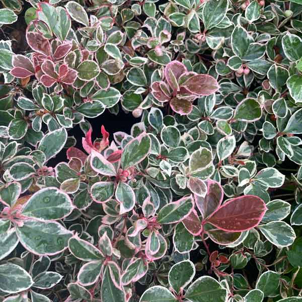 Winter Splash Variegated Wintergreen - One Green World