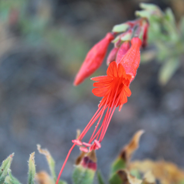 Select Mattole California Fuchsia - One Green World