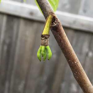 A Peek into Pawpaw Pollination - One Green World