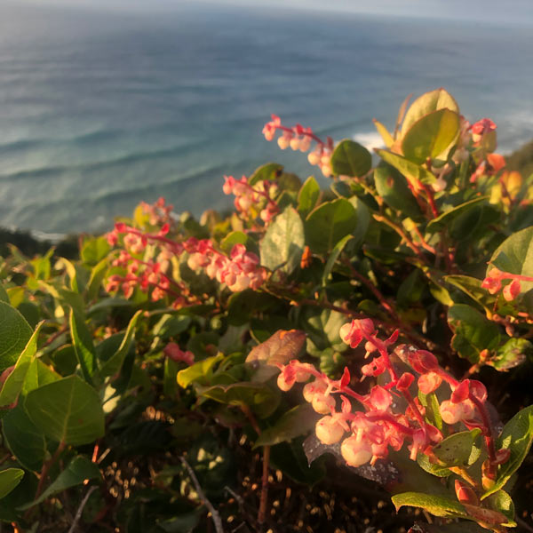 Northwest Native Berry Bundle - One Green World