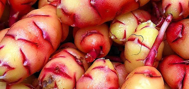 Tips for Growing Oca - One Green World