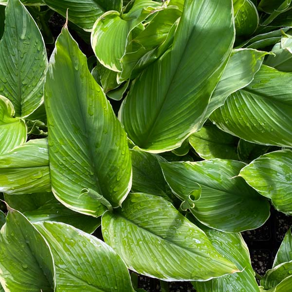 Nakafu Variegated Myoga Ginger - One Green World