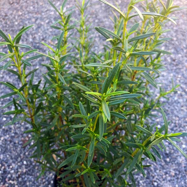 Bashful Rock Rose - available at One Green World