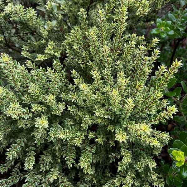 Variegated Dwarf Mediterranean Myrtle - available at One Green World