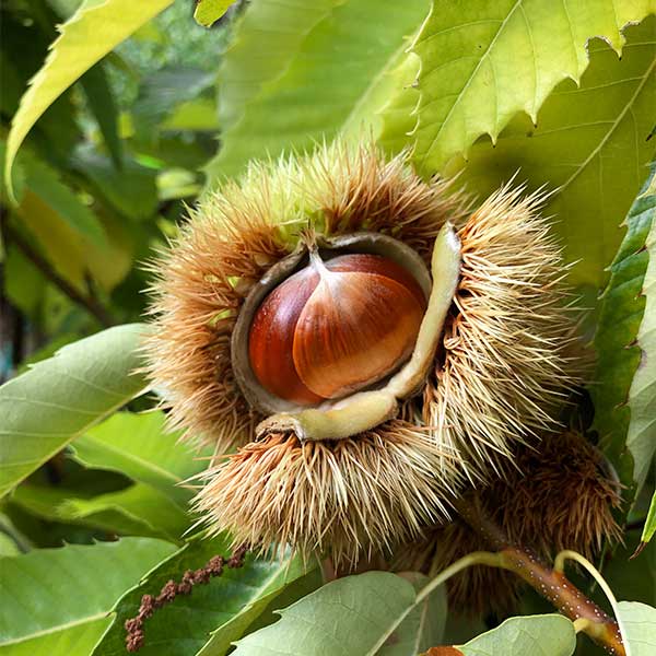 Colossal Chestnut TC Tree - One Green World