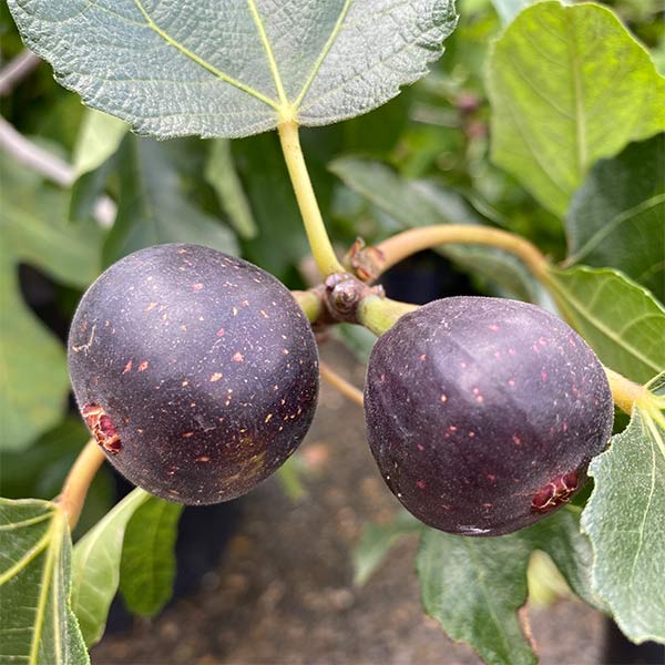 Juda Fig Tree - availalbe at One Green World Nursery