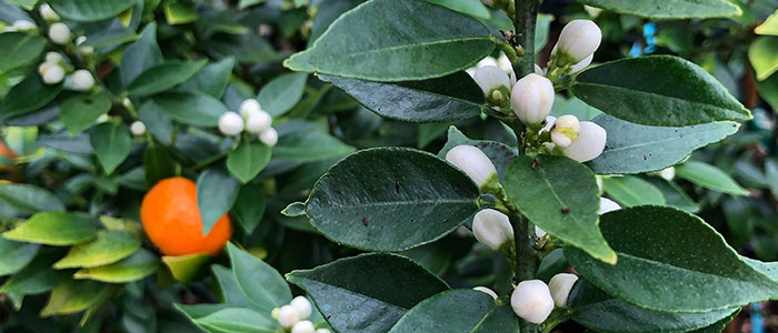 Citrus Grow Guide with One Green World