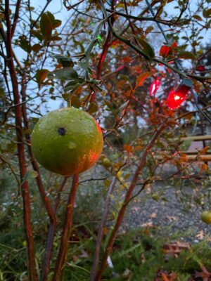 Protecting Tender Plants Over Winter - One Green World