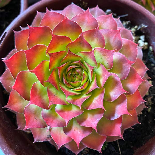 Gold Nugget Sempervivum - One Green World
