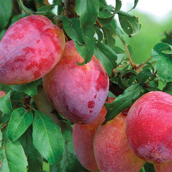 Luisa Japanese Plum Tree - One Green World