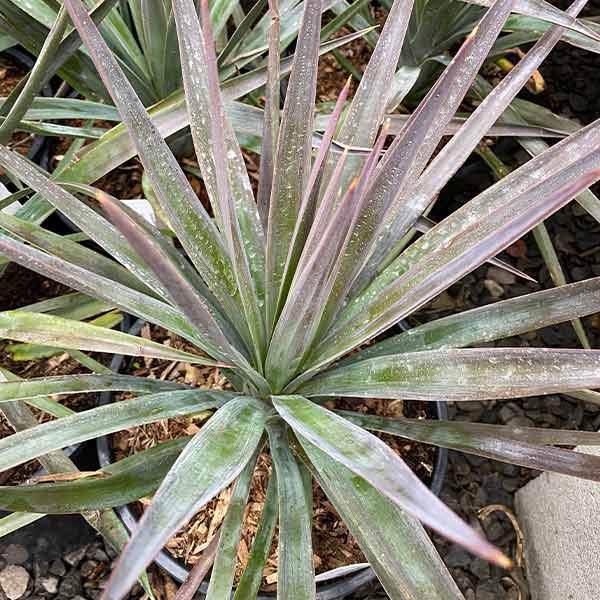 Magenta Magic Yucca - One Green World