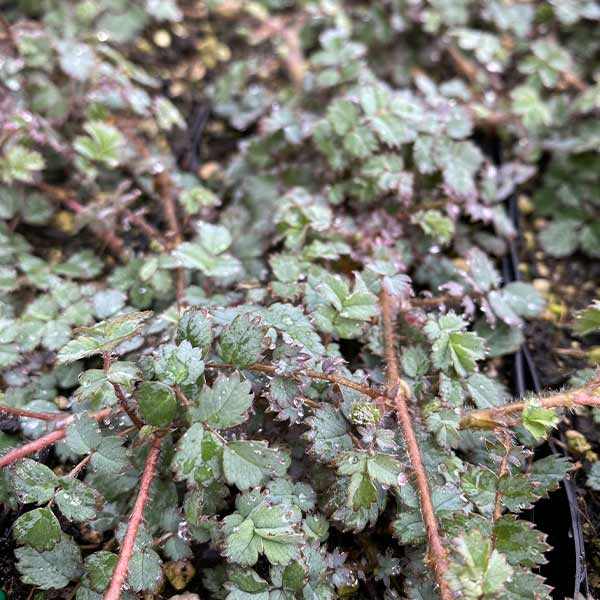 Blue Haze New Zealand Burr - One Green World