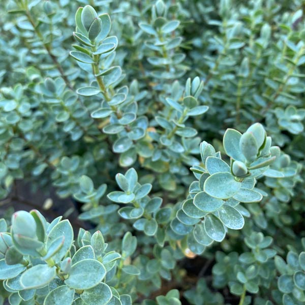 Blue Leafed Hebe - now available at One Green World