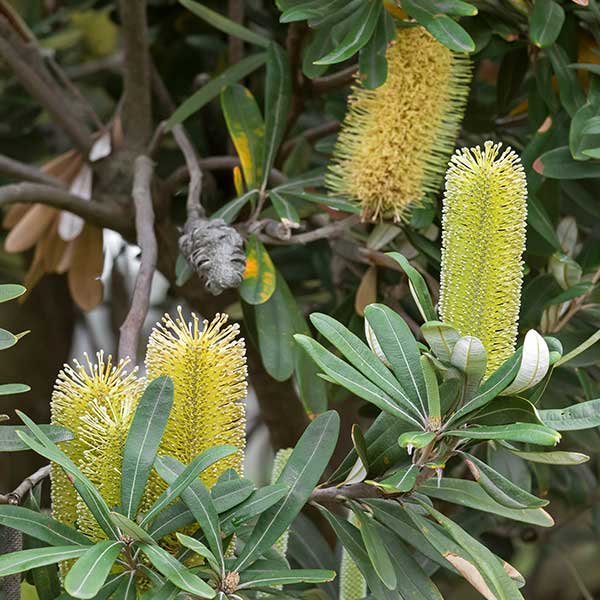 Coast Banksia - available at One Green World Nursery