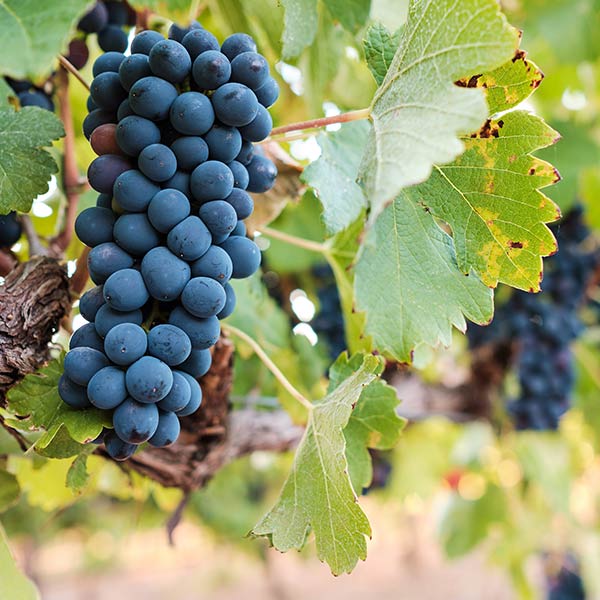 Mourvedre Wine Grape - available at One Green World Nursery