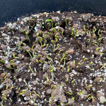 Growing Woody Plants from Seed - One Green World