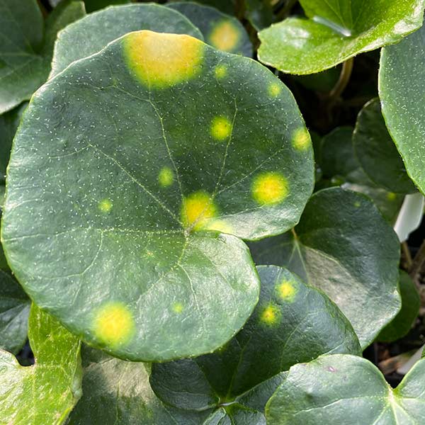 Aureomaculatum Variegated Leopard Plant - One Green World