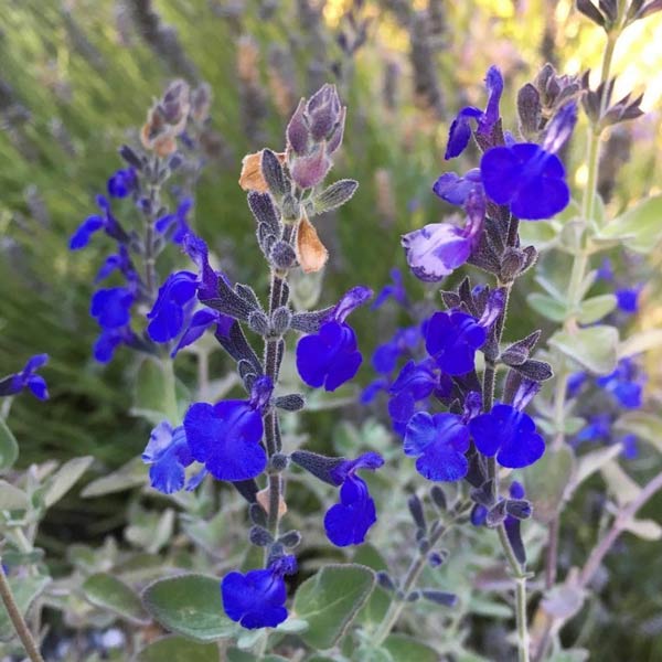 Marine Blue Sage - One Green World