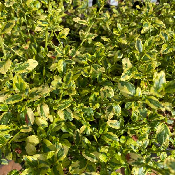 Lemon Ice Ceanothus - avilable at One Green World