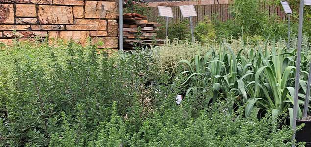 Planting and Care Guide - One Green World