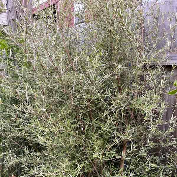 Dartonii Daisy Bush - One Green World