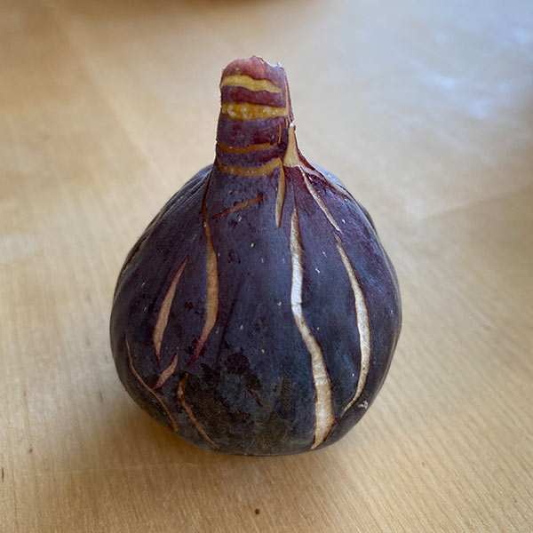 Negra d'Agde Fig Tree - One Green World