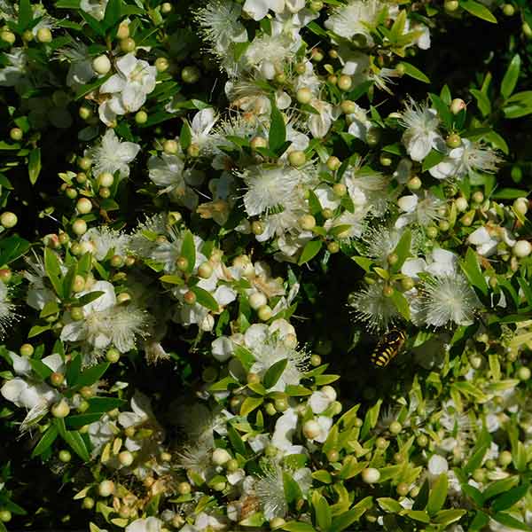 Dwarf Mediterranean Myrtle - available at One Green World