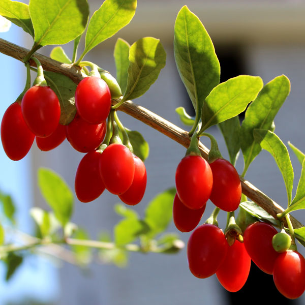 Red Empress™ Goji Berry - One Green World