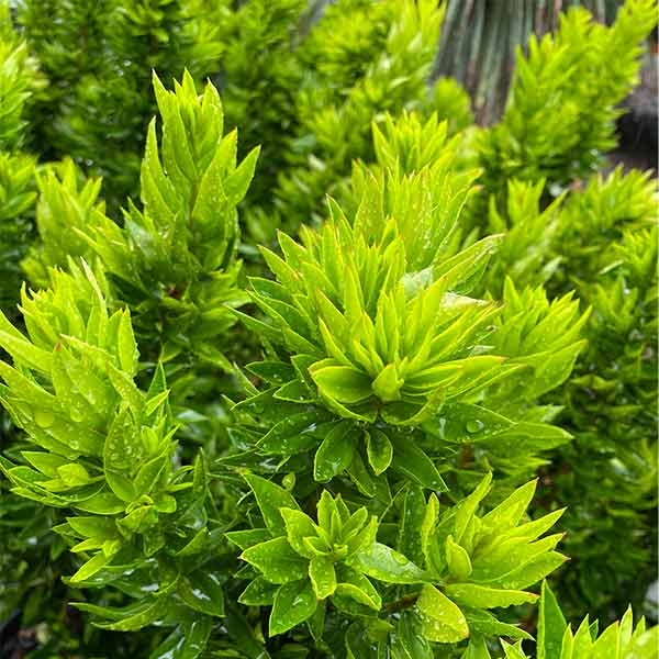 Twisted Mediterranean Myrtle - available at One Green World