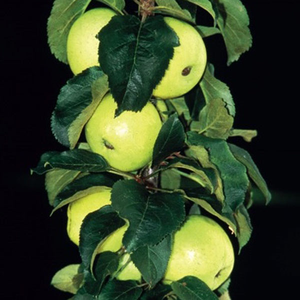 White Icicle™ Columnar Apple Tree - One Green World