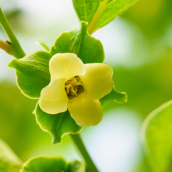 Raven™ Asian Persimmon - available at One Green World