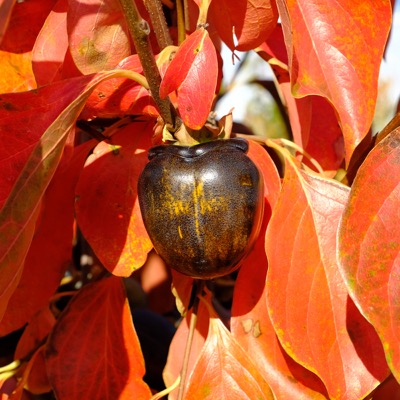 Raven™ Asian Persimmon - One Green World