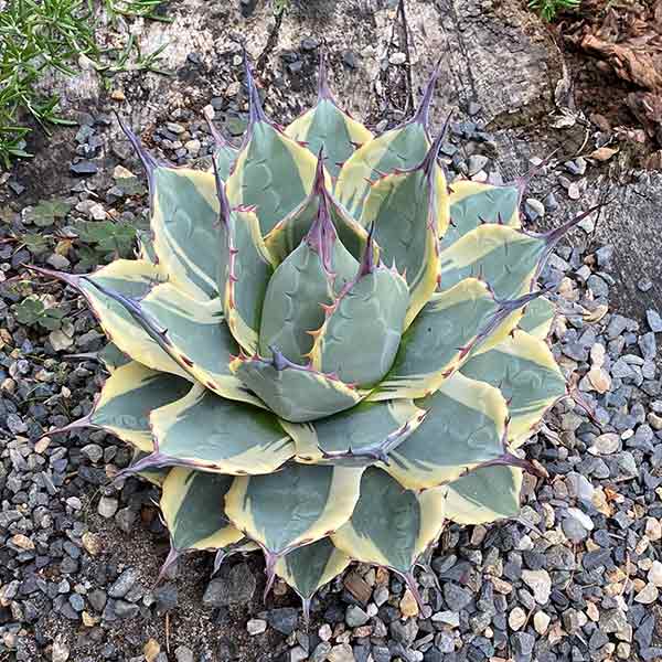 Cream Spike Agave - available at One Green World Nursery