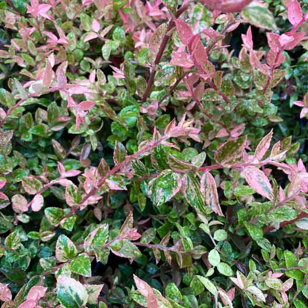 Cascade Sunburst Evergreen Huckleberry - One Green World